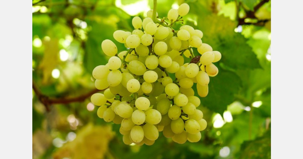 Shipping 'grapes', selling onions: How smugglers defy export ban | iKargos